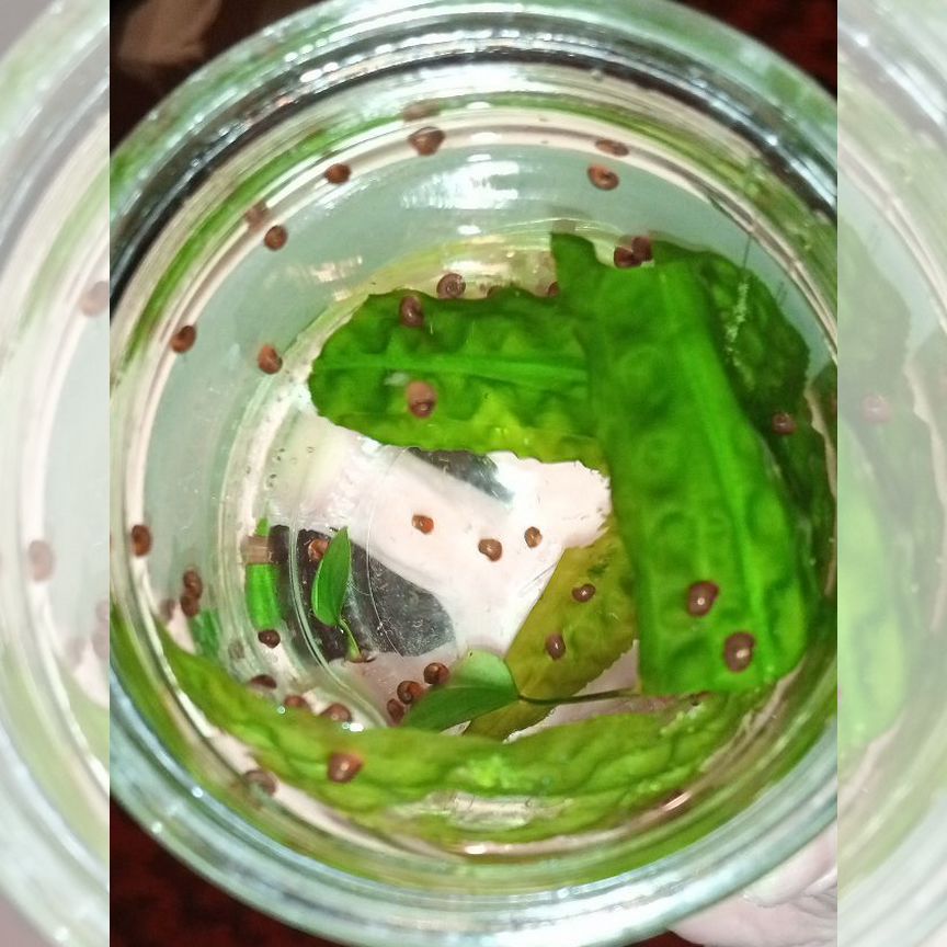 Аквариумные растения