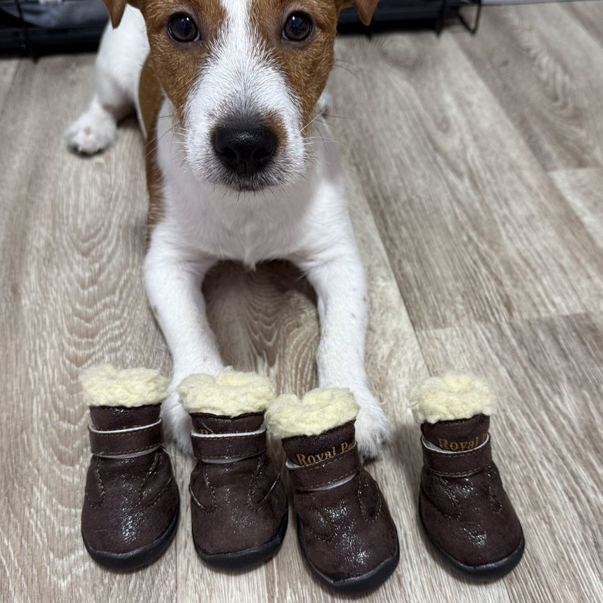 Ботинки зимние для собак