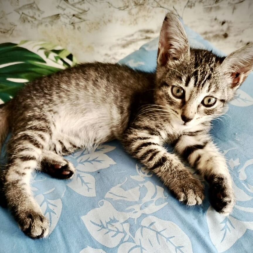 Котята в добрые руки бесплатно маленькие