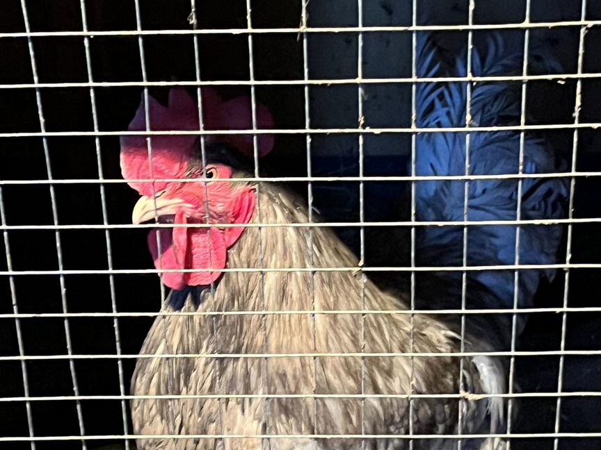 Отдам бесплатно петуха