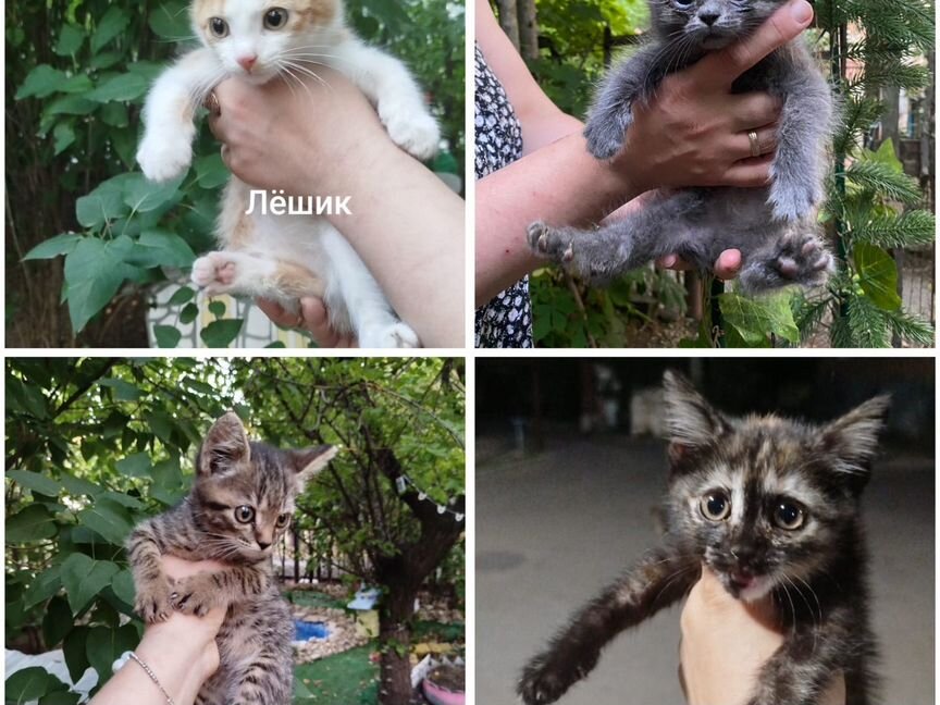 Котята