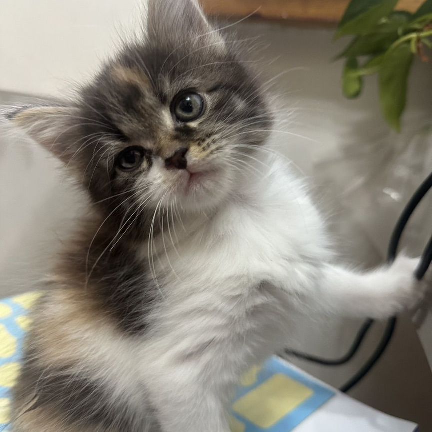 Малышка кошечка в дорые руки