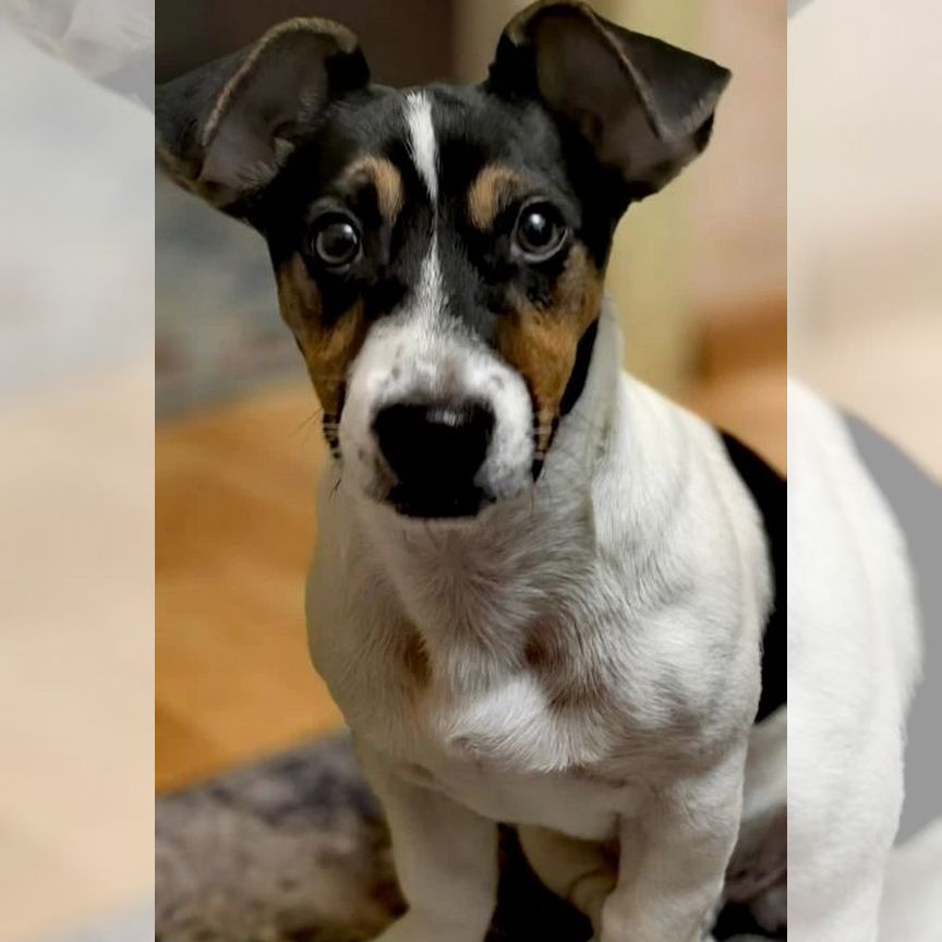 Джек-рассел-терьер, щенок