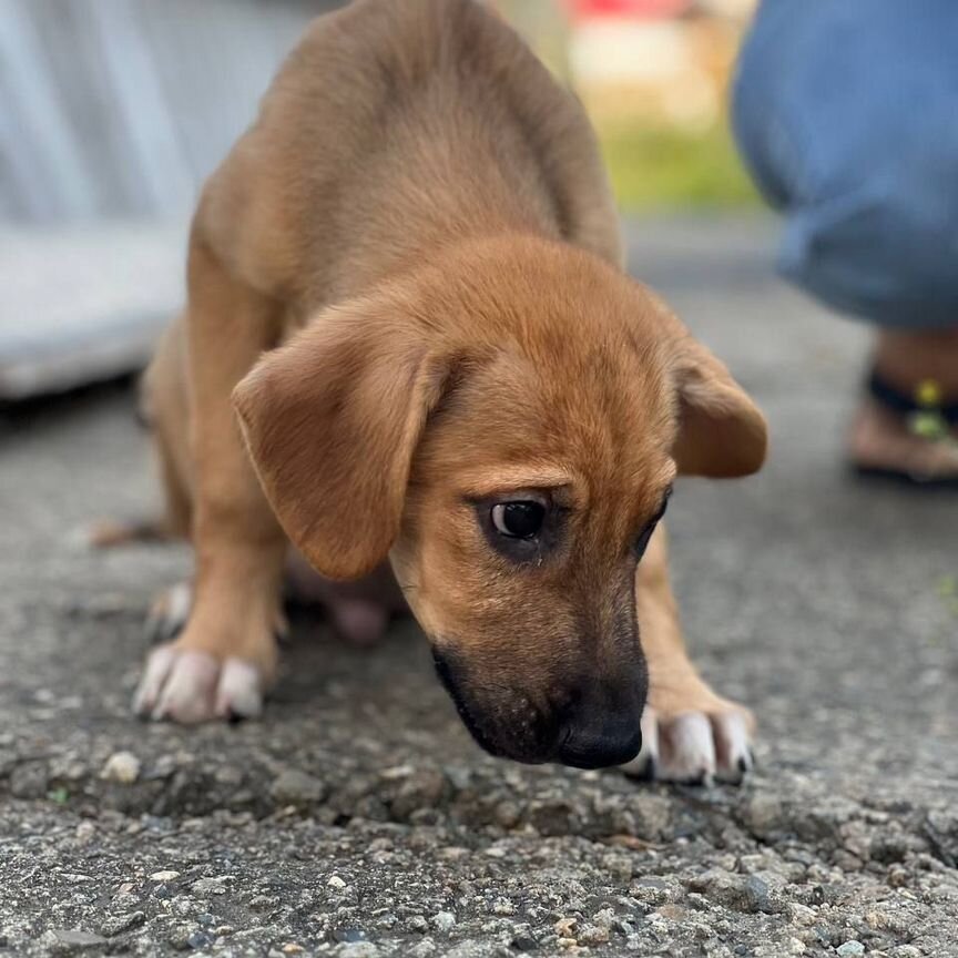 Щенок Тайсон в поисках дома