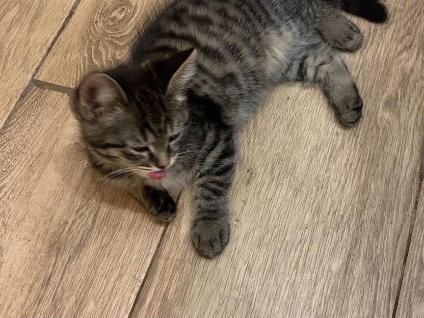 Котонек