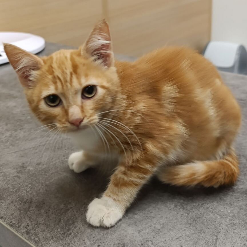 Рыжий котенок в добрые руки