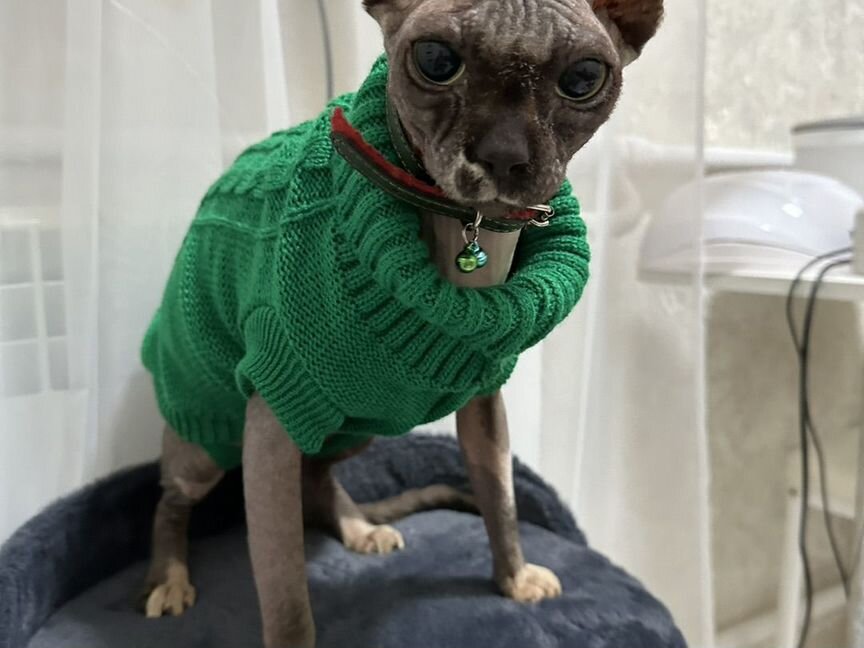 Донский сфинкс