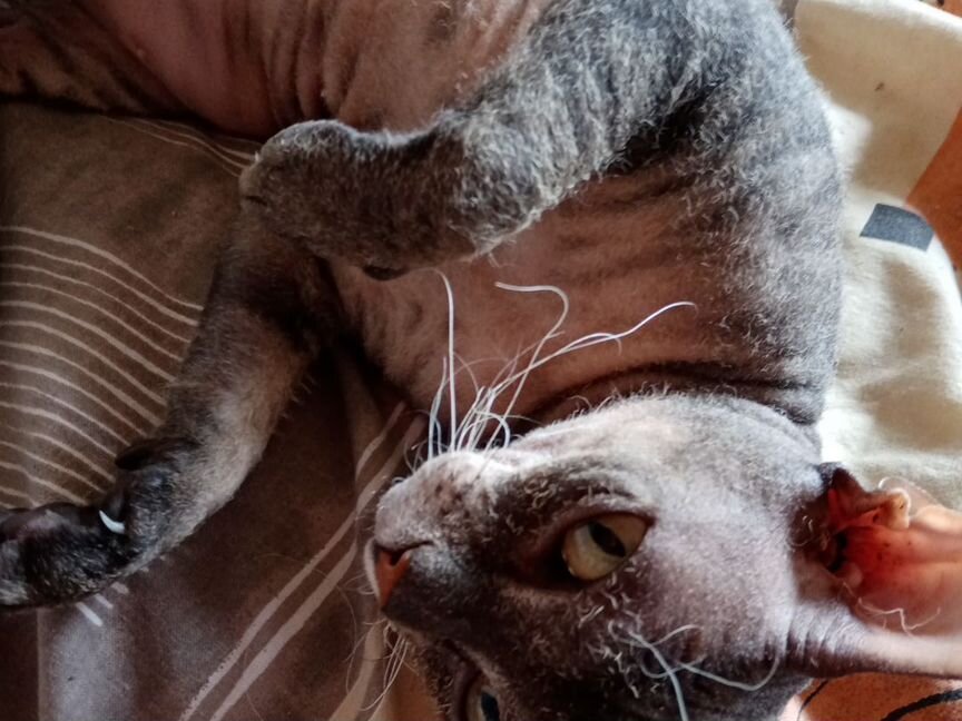 Ласковый хулиган