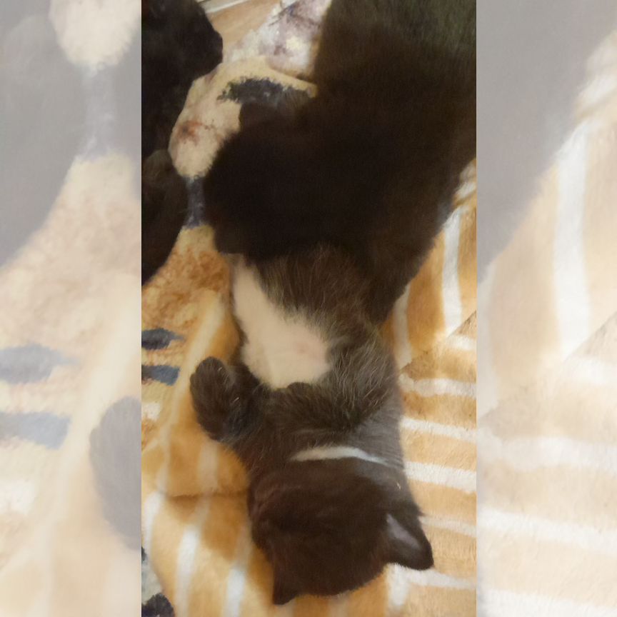 Котята в добрые руки бесплатно