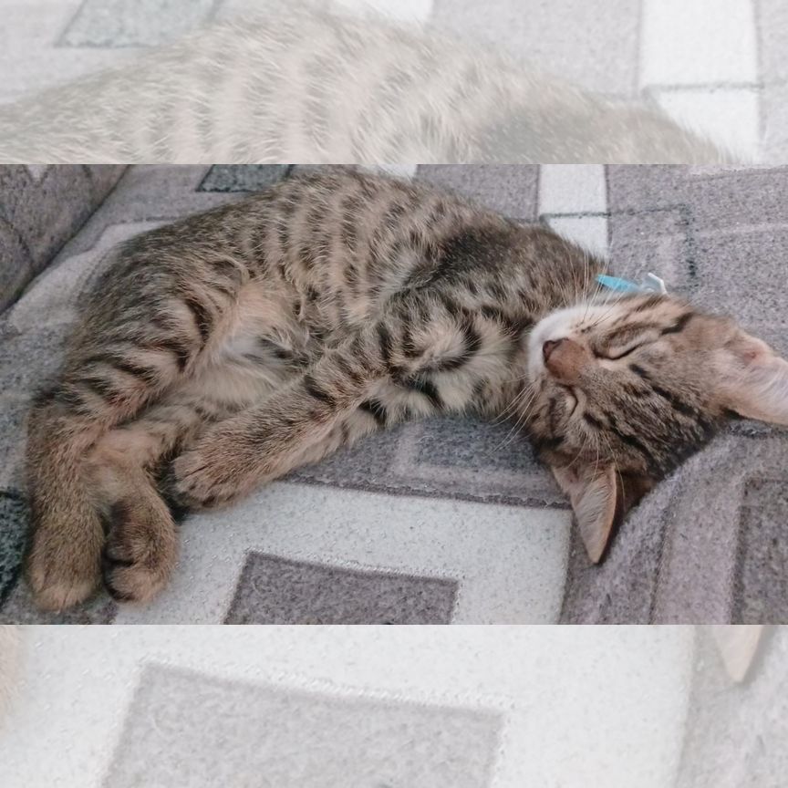 Отдам в добрые руки котёнка