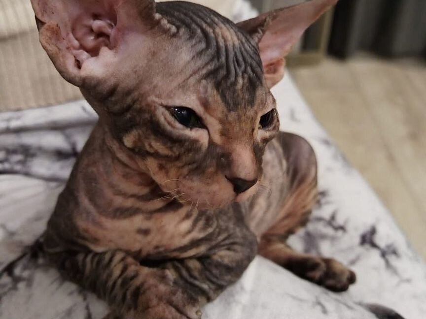 Продам котяток сфинксов