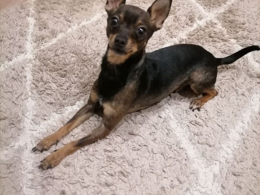 Мини той-терьер вязка