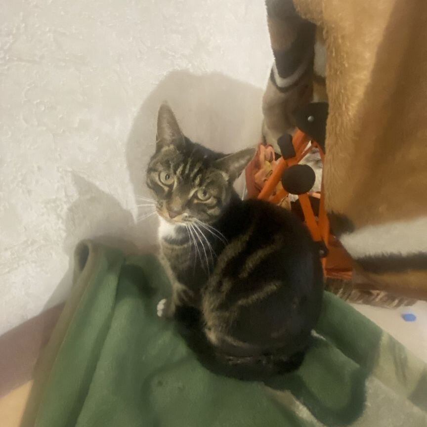 Отдам в добрые руки