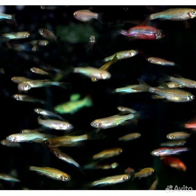 Данио кормовые