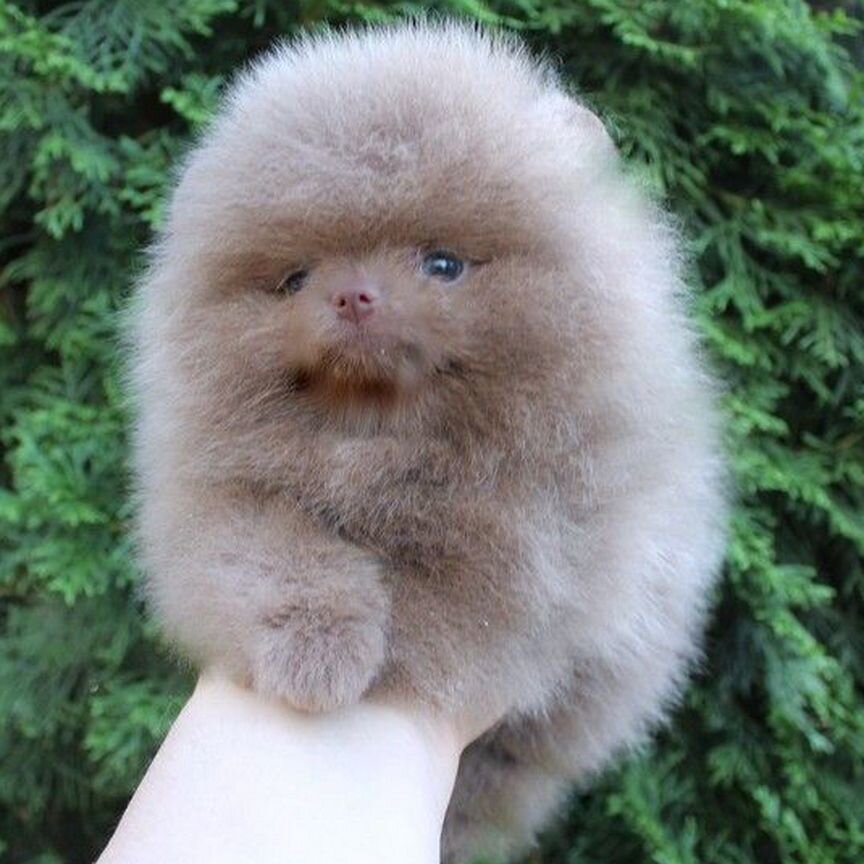 Помероеский шпиц,кукольные лиловые мальчики