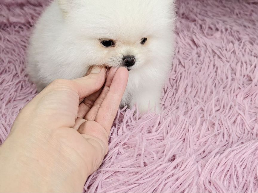 Щенки померанского шпица медвежьего типа