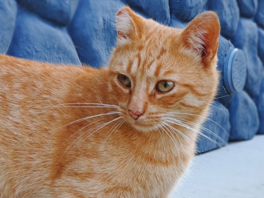 Молодой рыжий котик ждет хозяев