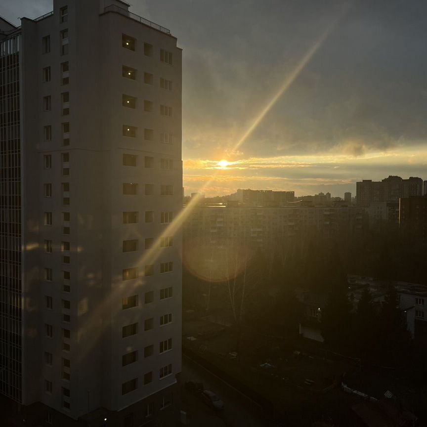 Французский бульдог