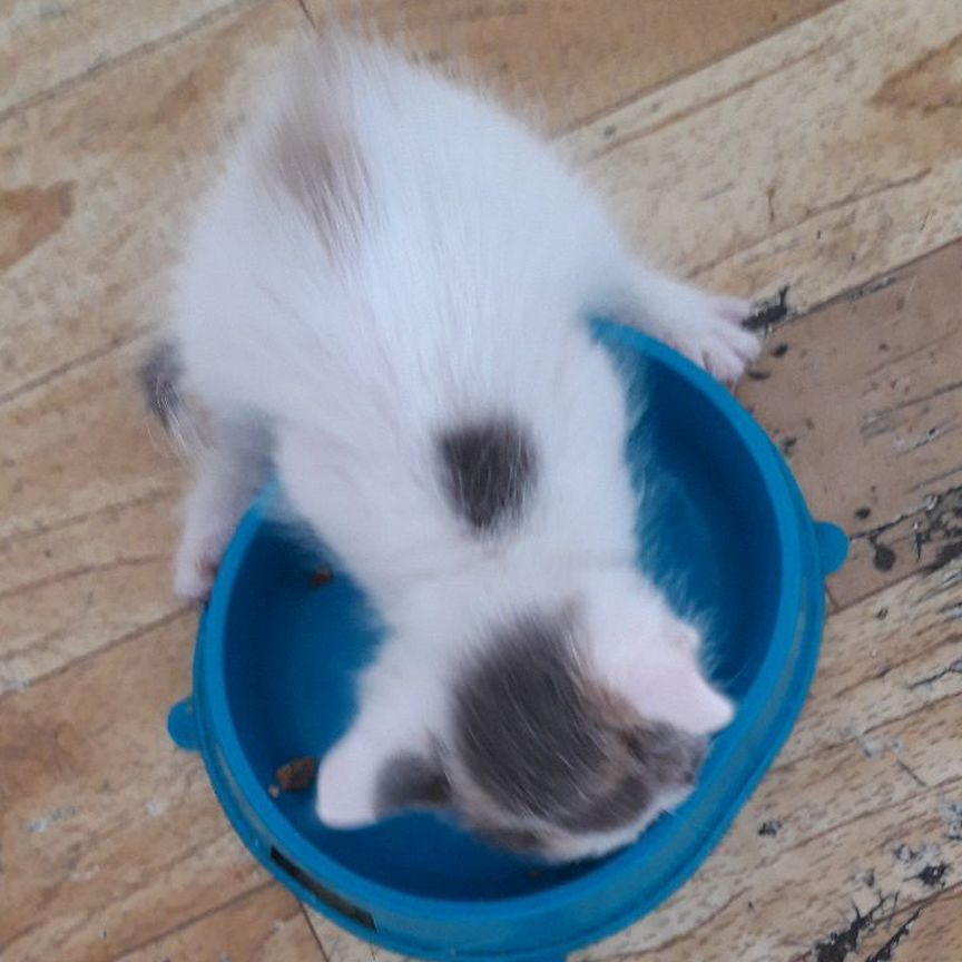 Котята в добрые руки мальчики черные