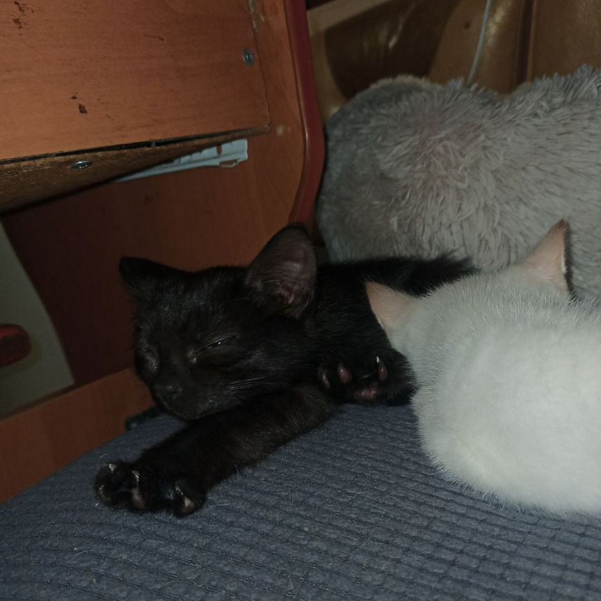 Котенок мальчик 2 месяца