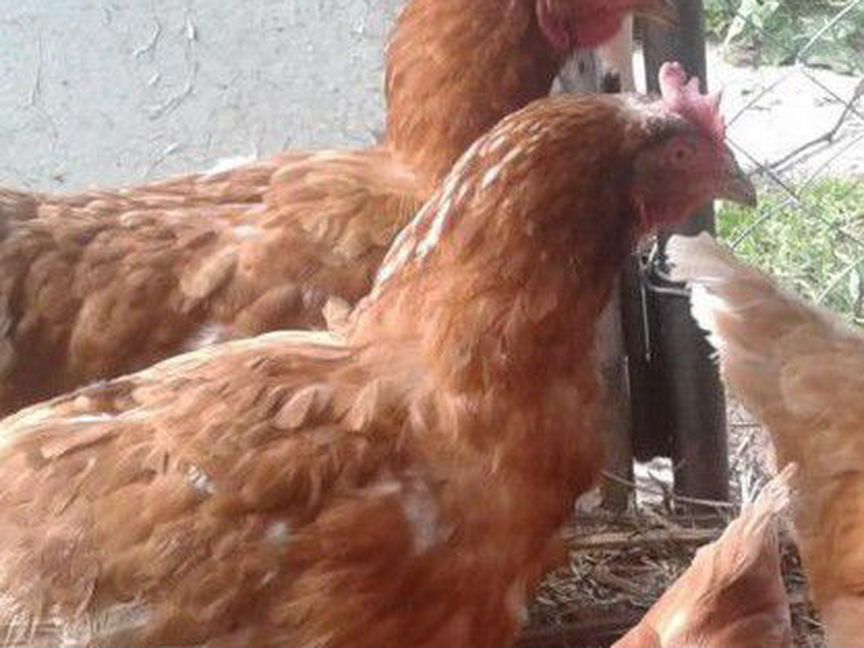 Куры несушки