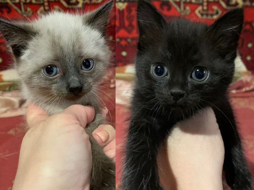 Котяда в добрые руки