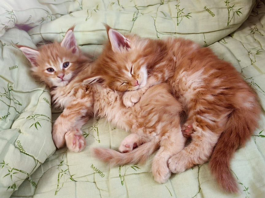 Котята мейн-кун