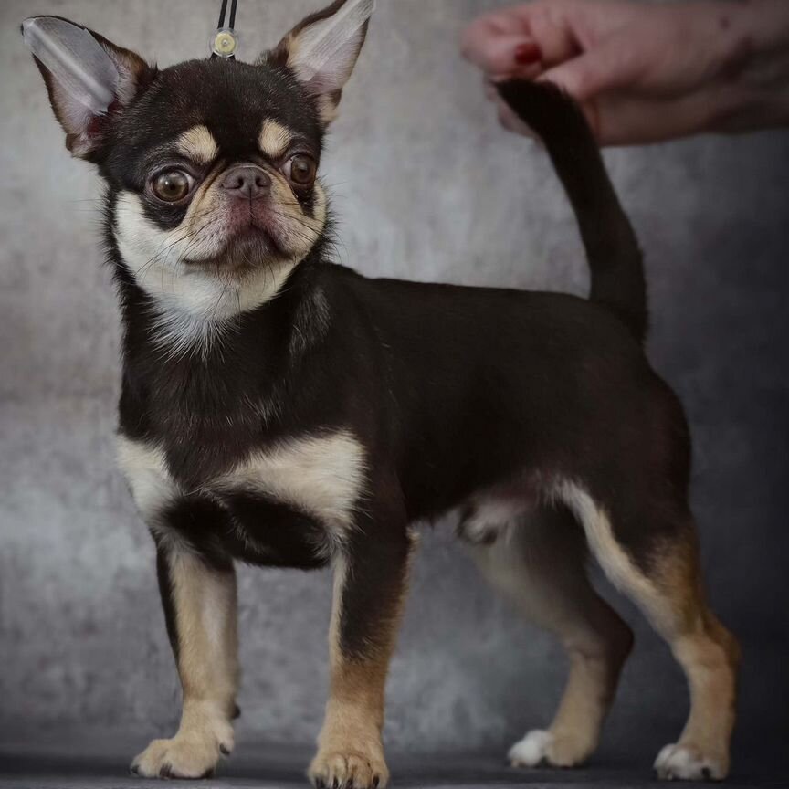 Чихуахуа, щенок