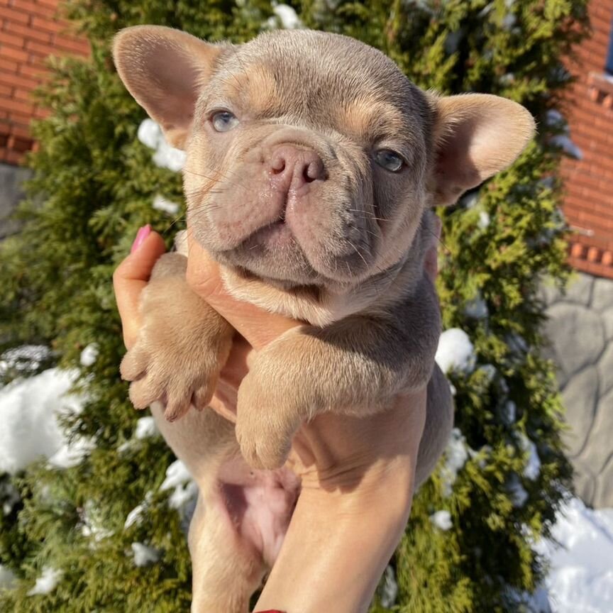 Французский бульдог, щенок