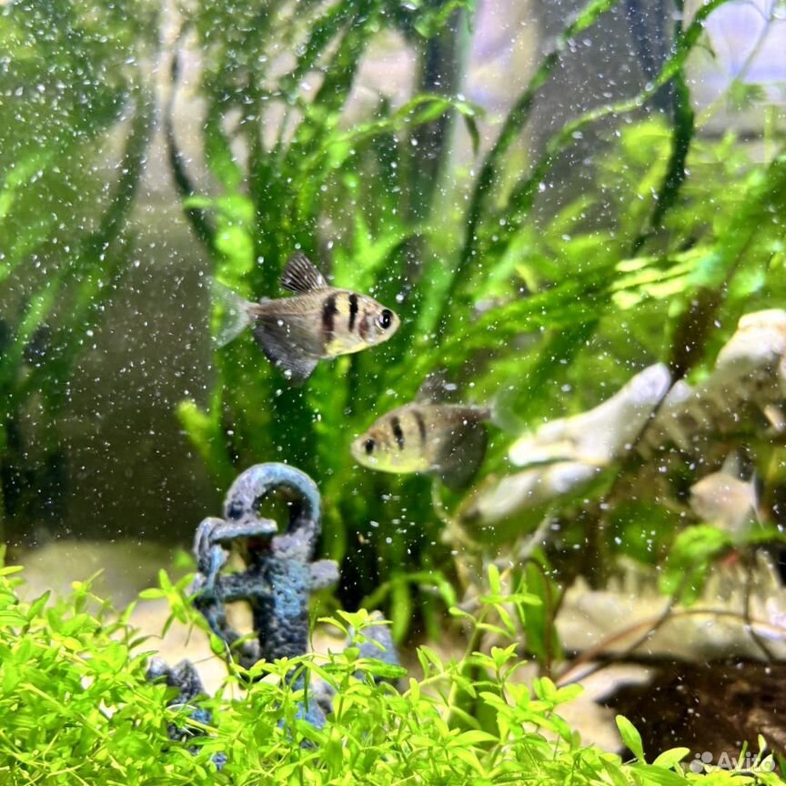 Тернеция 7шт