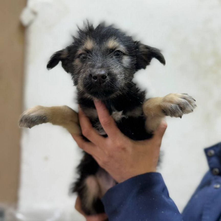 Малышарик Барбоскин просит родителей найтись