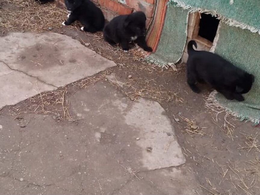 Смесь дворняги и нем овчарки