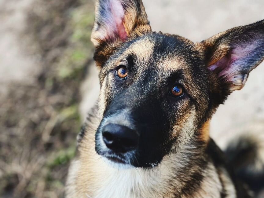 Собака щенок овчарка лайка в добрые руки