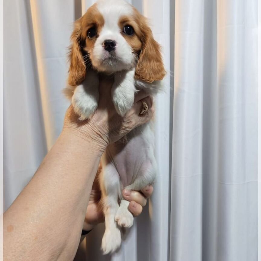 Кавалер кинг чарльз спаниель щенки с документами