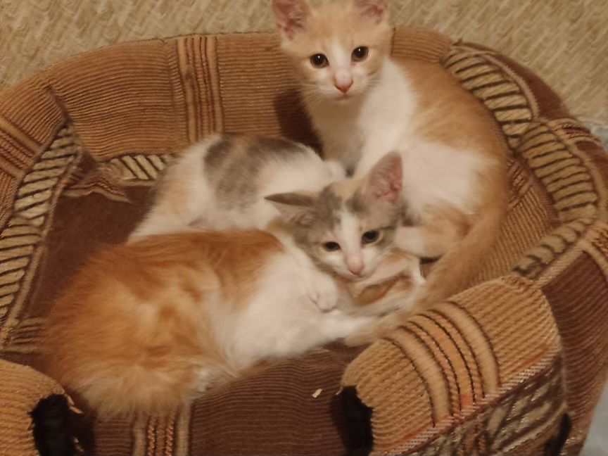 Рыжие котята ищут дом