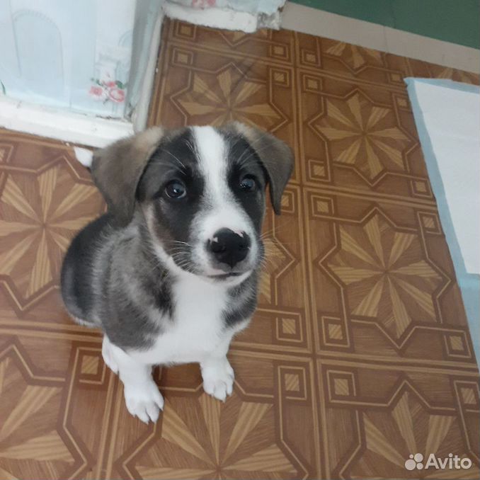 Щенок помесь овчарки с лайкой 2 месяца