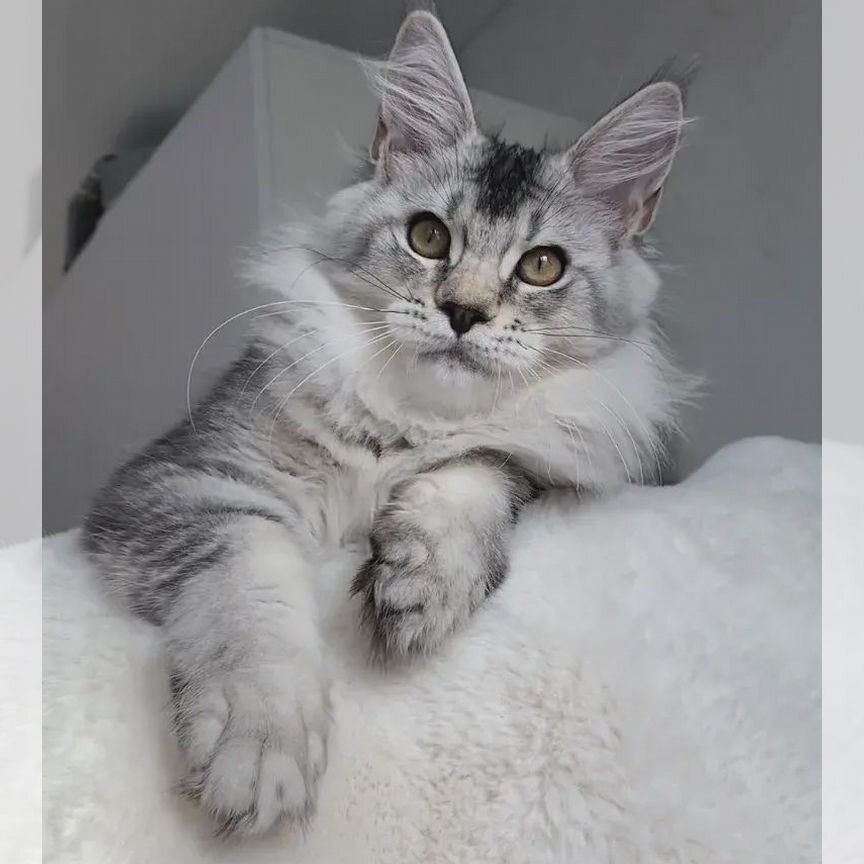 Мейн-кун котёнок