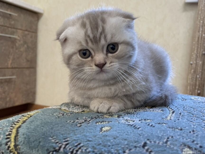 Шотландский котёнок