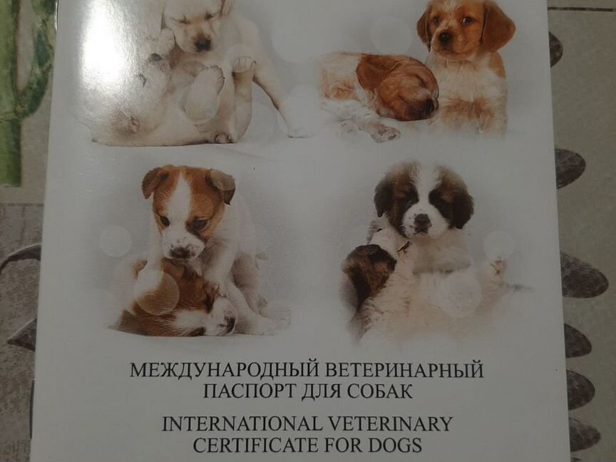 Международный ветеринарный паспорт для собак