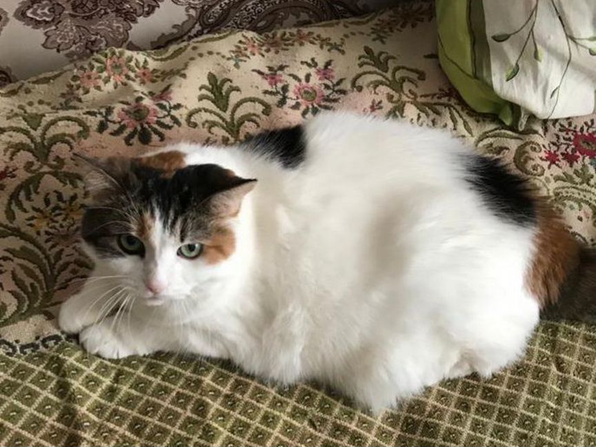 Взрослая кошечка Катя