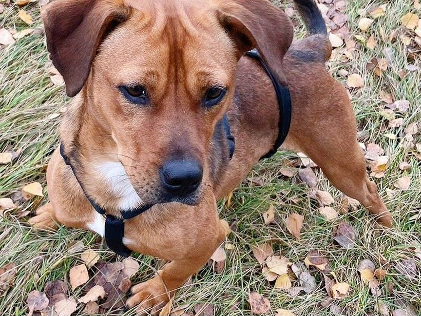 Маленькая собака мерзнет в приюте