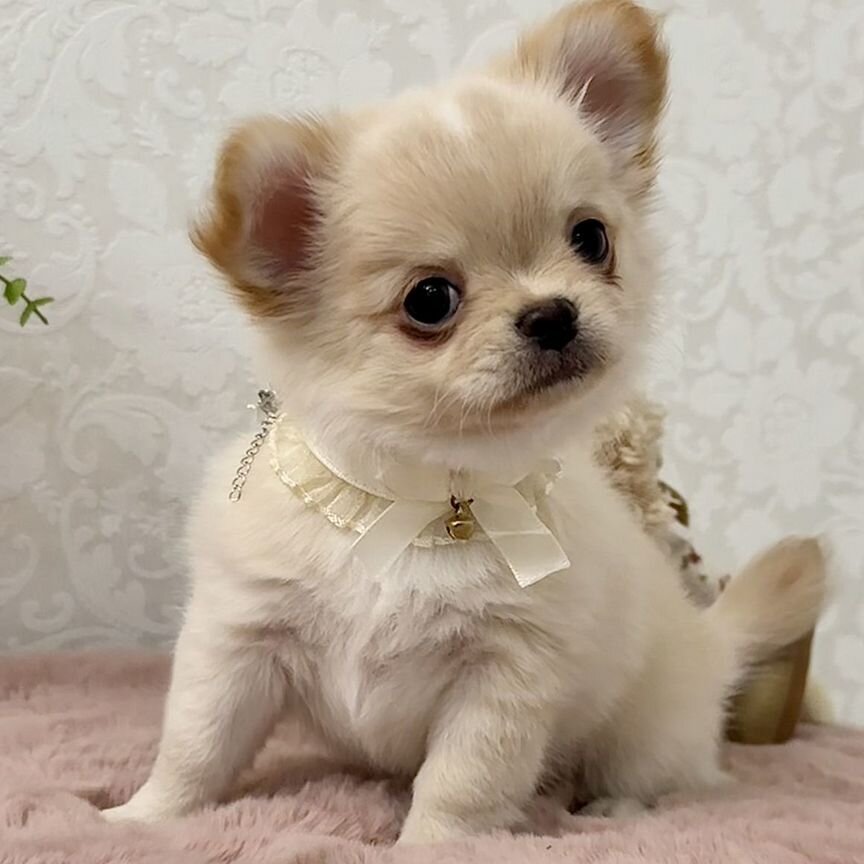 Чихуахуа, щенок