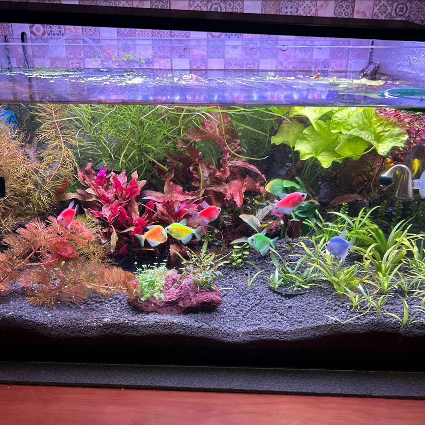 Аквариумные растения прополка