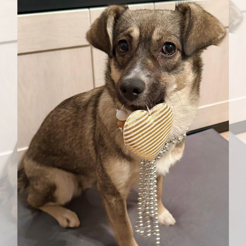 Взрослая собака в добрые руки