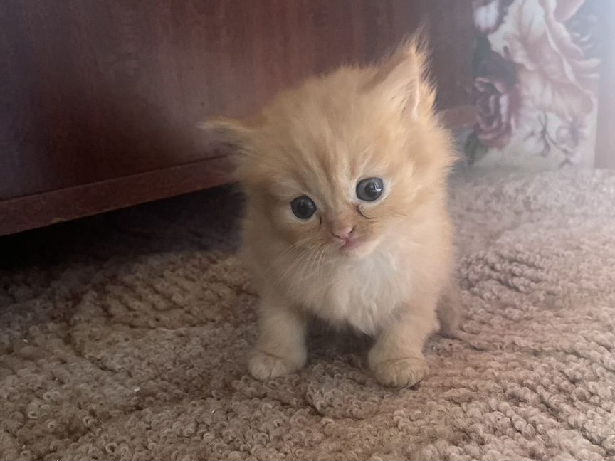 Котята в добрые руки бесплатно