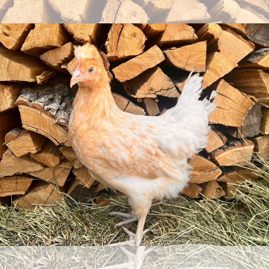 Куры несушки