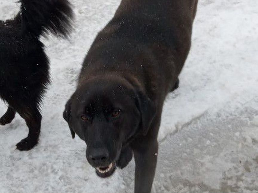 Огромный пес