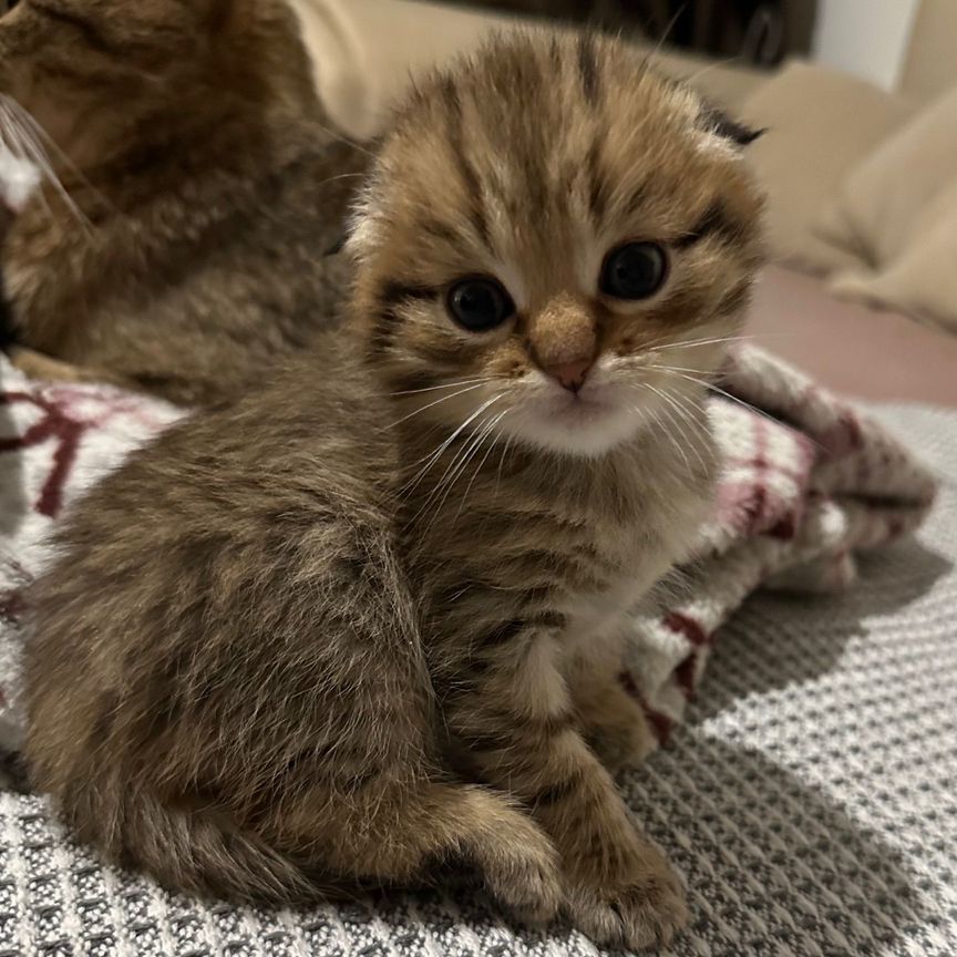 Шотландские вислоухие котята