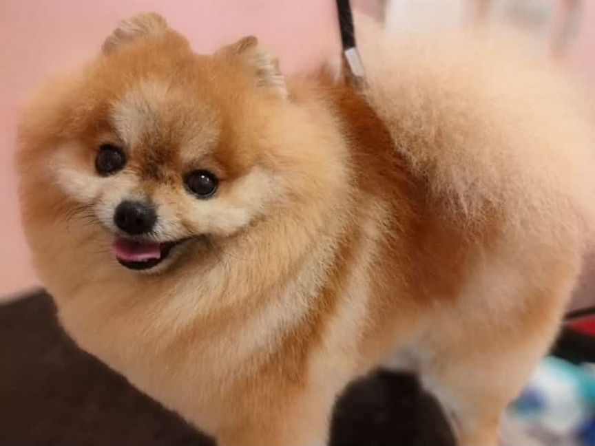 Померанский шпиц вязка кобель