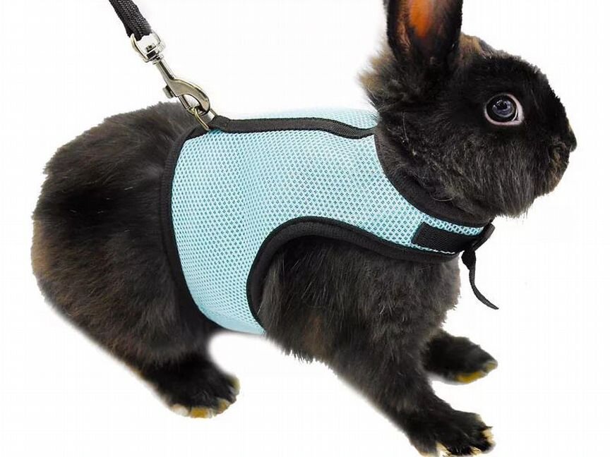 Поводок- шлейка новый размер S